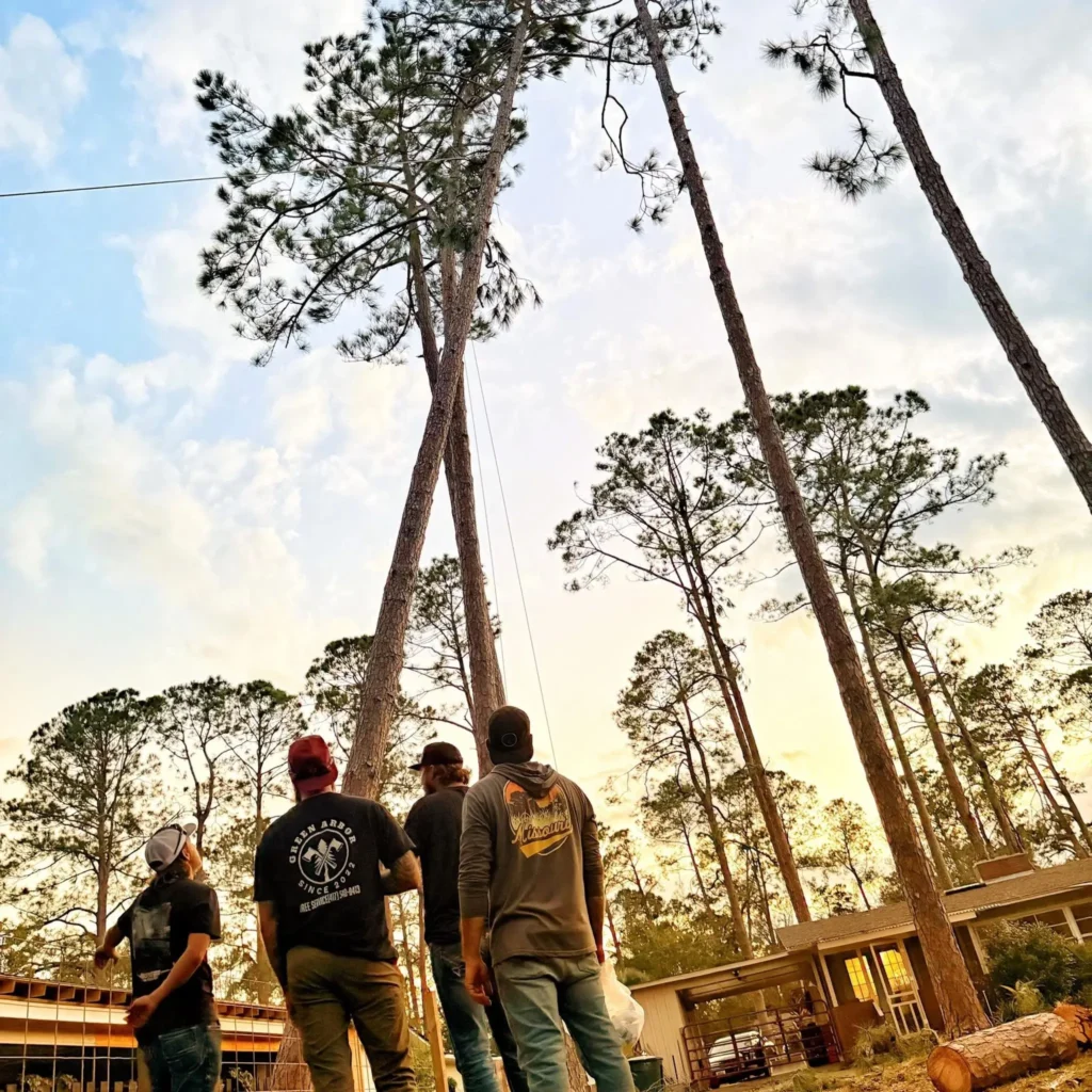 Green Arbor LLC Expands Professional Tree Services in the Four-State ...